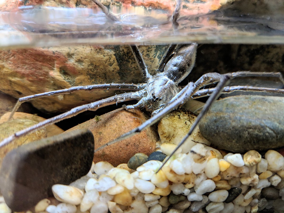 Giant Water Spider