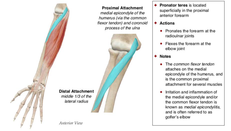 Pronator Teres Cadaver