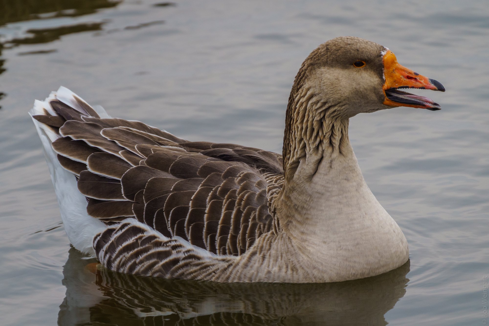 Domestic Greylag Goose