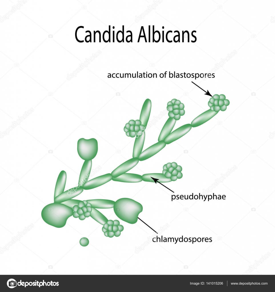 asignar Infectar Geografía hifas candida albicans Tranvía Golpe fuerte ...