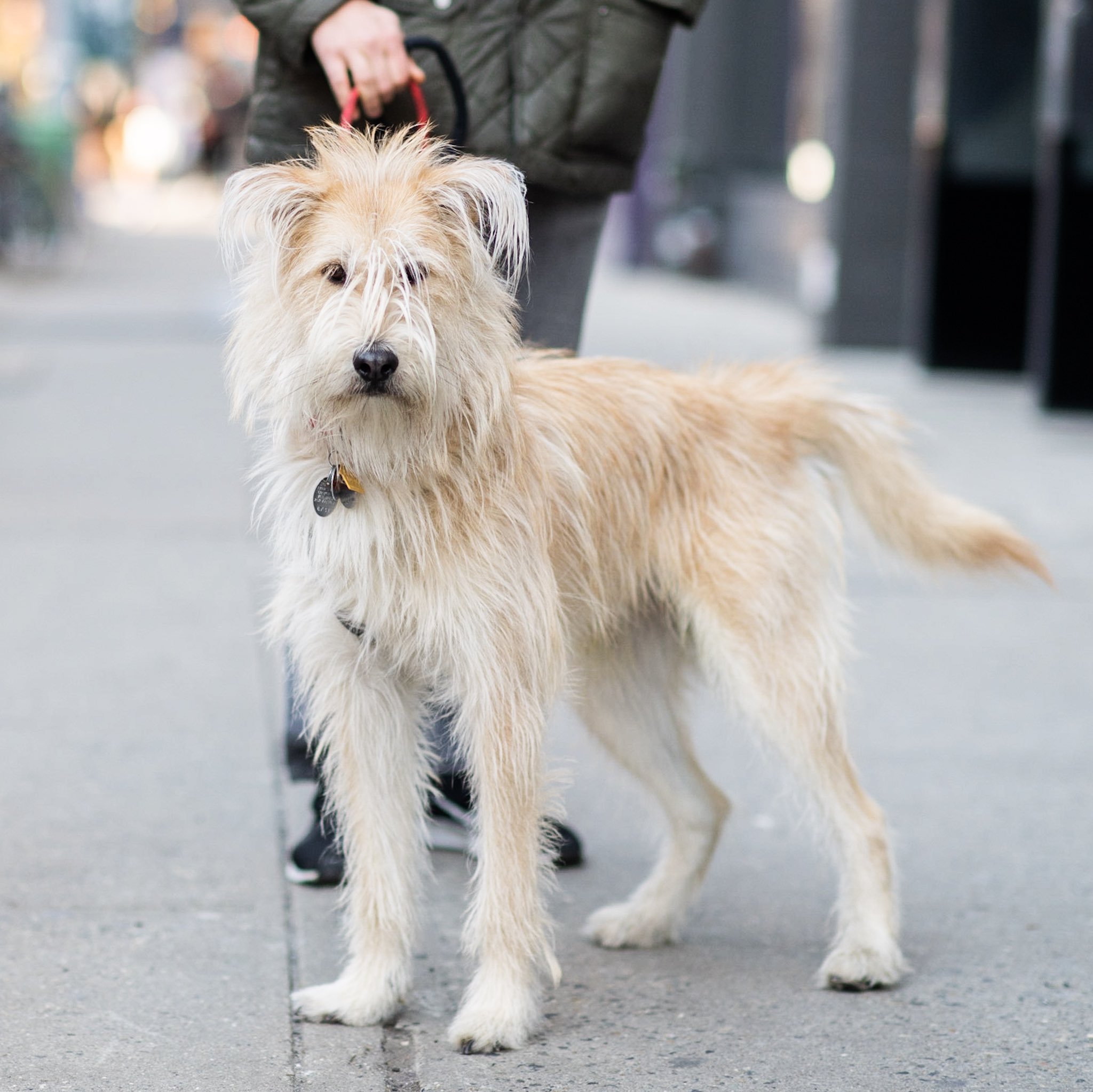 Jindo Mix Jindo Dog Photos And Images