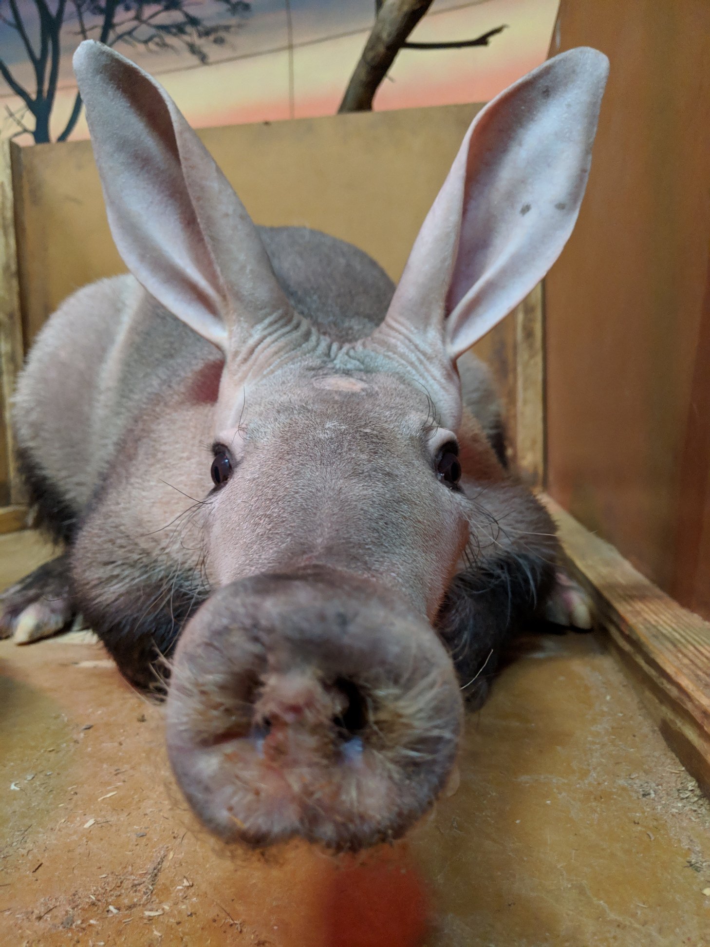 Aardvark Nose