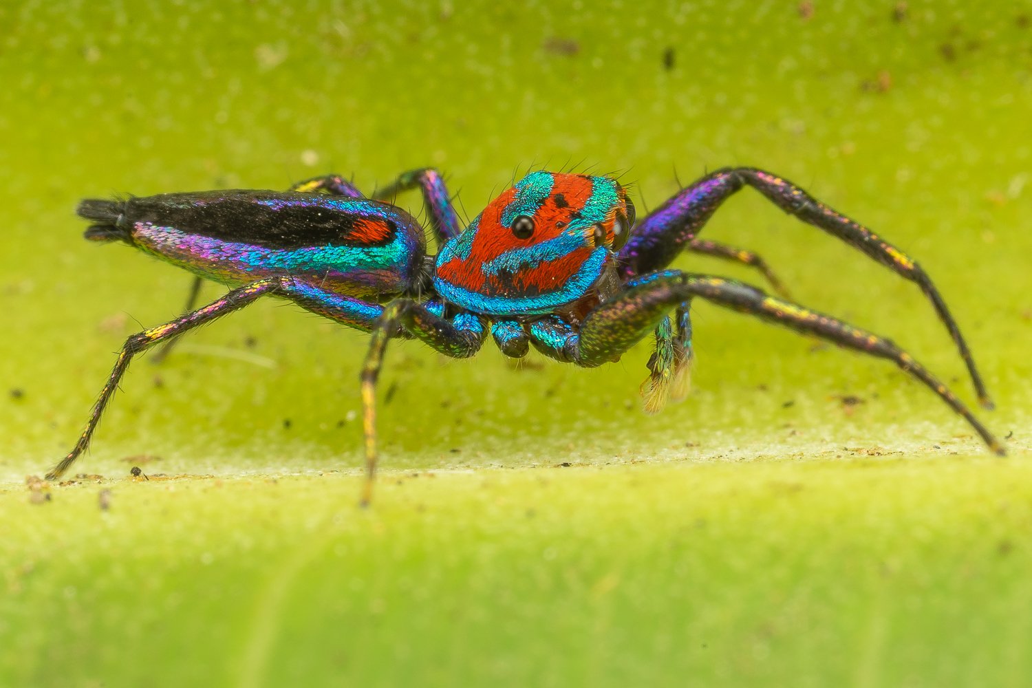 Colorful Jumping Spider