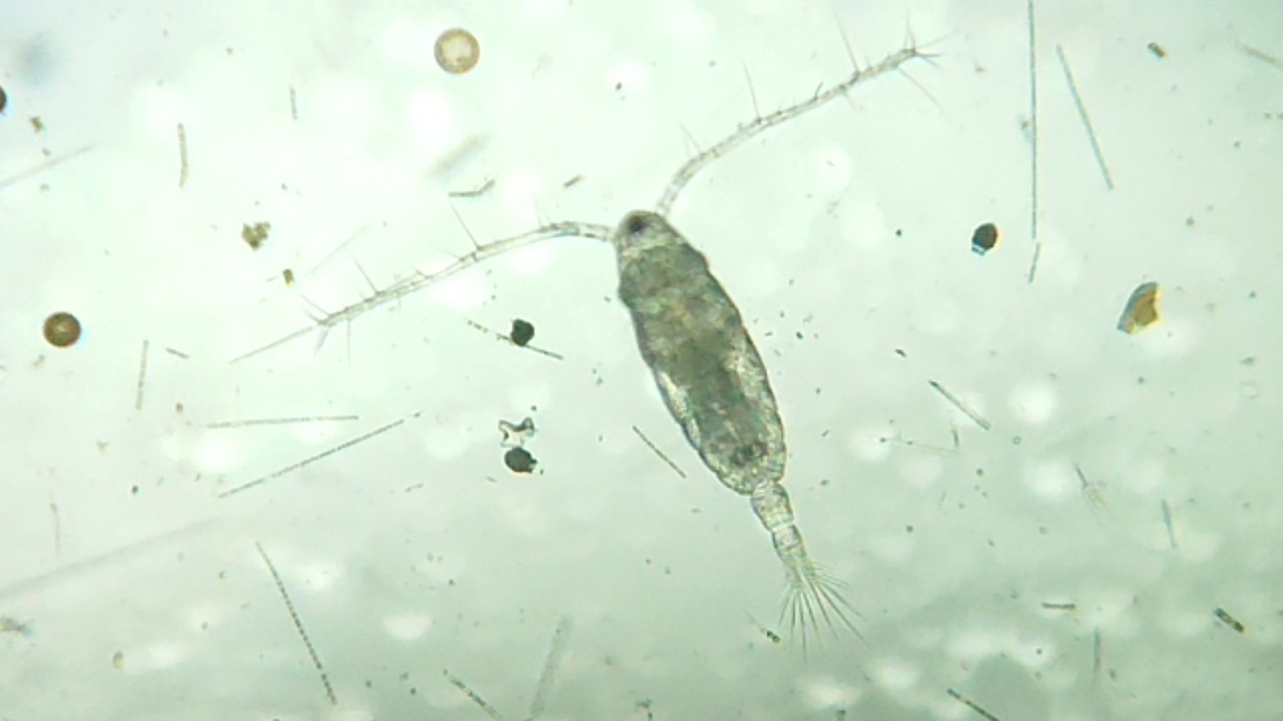 鷲宮ほうき on Twitter: "Acartia omorii カイアシ類 和名ホソヒゲミジンコという名を持つ。25-30‰によく生息する。東京湾で採れる Acartia 属は他に A ...