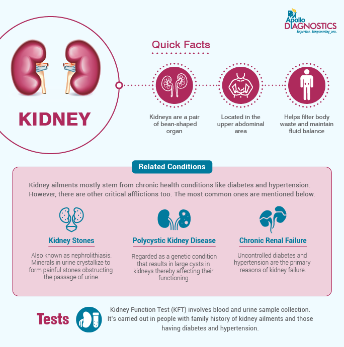 Renal Function Test / Kidney Function Tests Purpose Types And Procedure ...