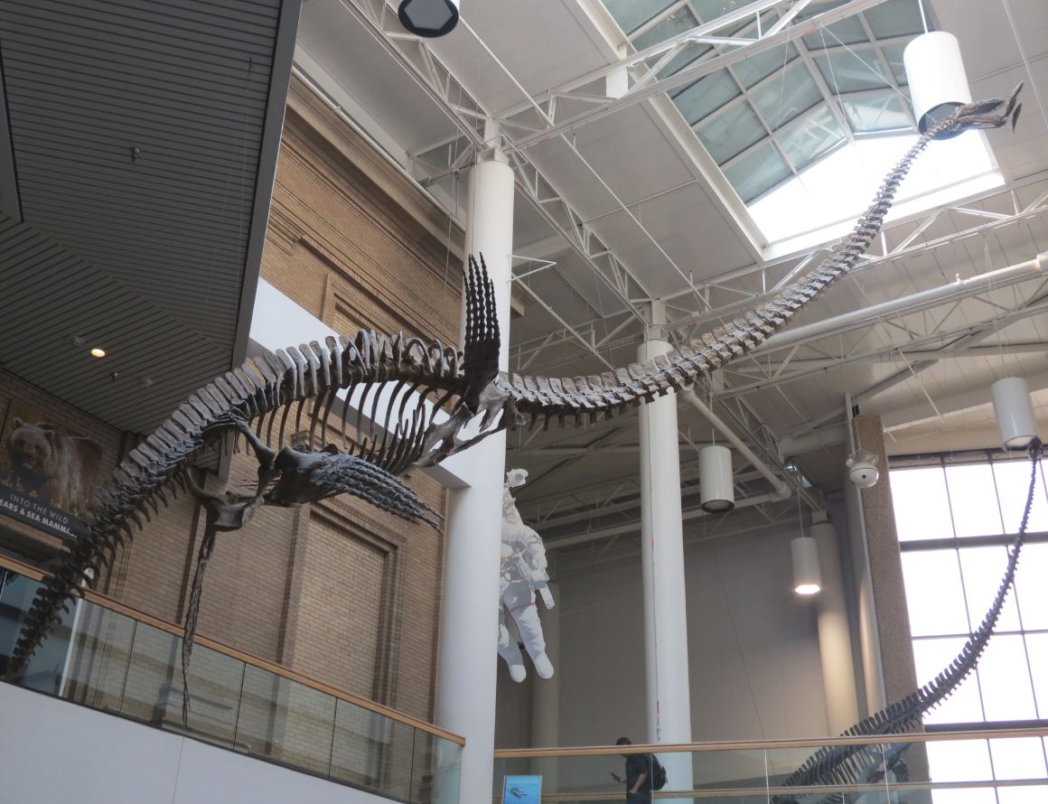 Elasmosaurus Skeleton