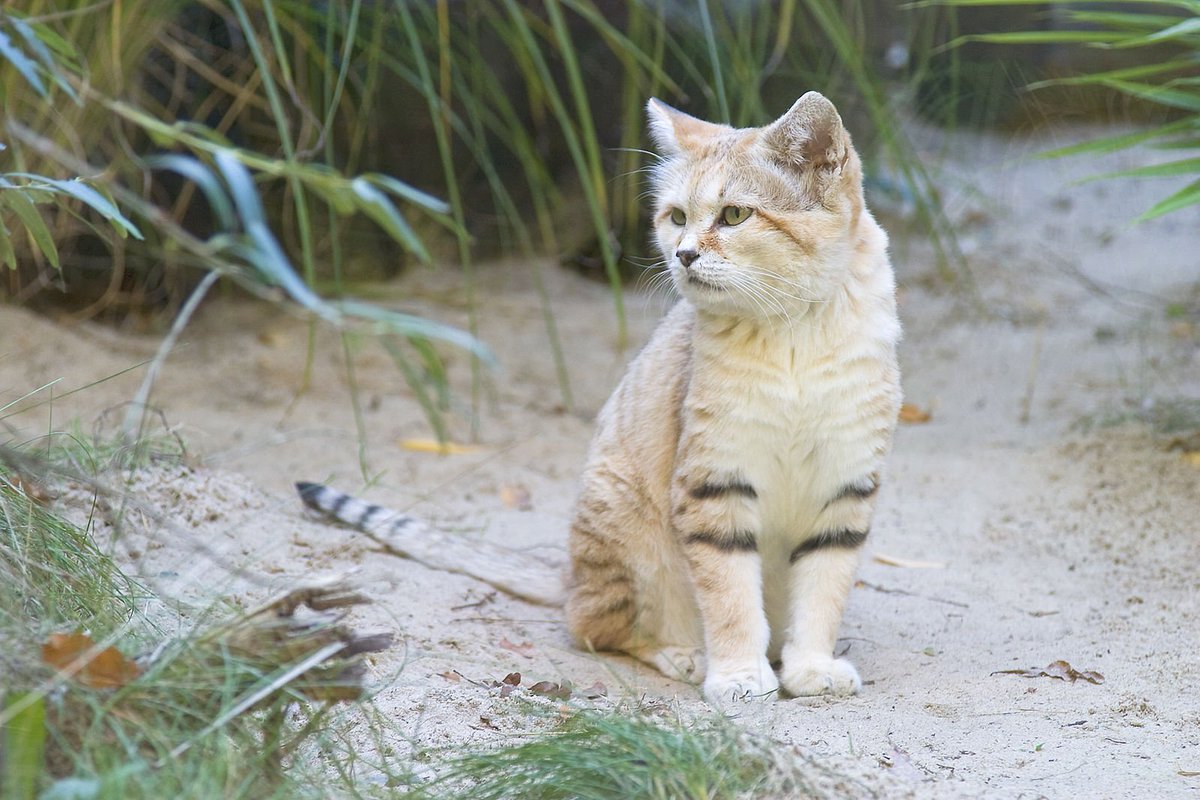 The sand cat can be seen in parts of the Sahara, Middle East, & central ...