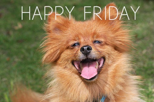 Happy Friday Dog Gif