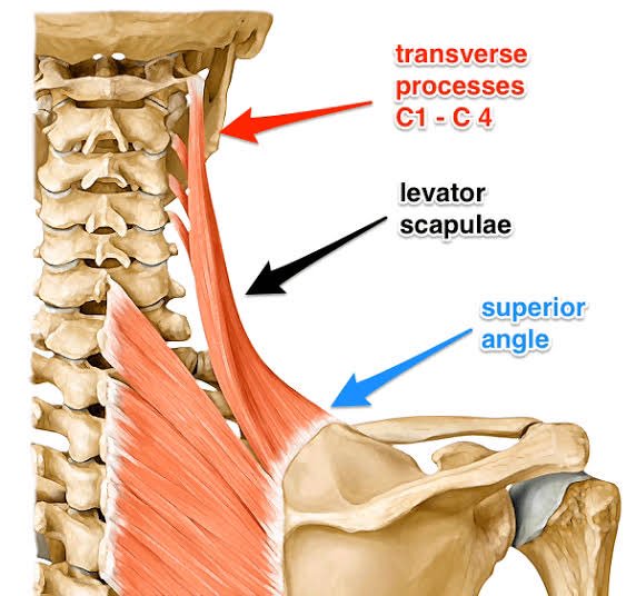 Scapula Anatomy Latin