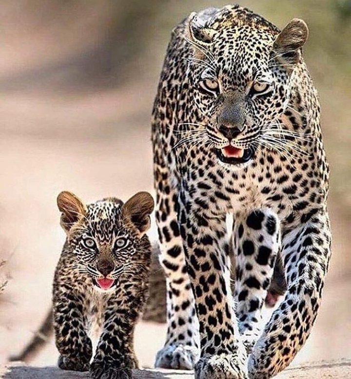 Half Lion Half Leopard