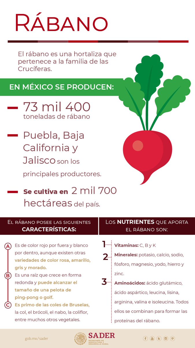 Todos Los Datos Que Necesitas Saber De La Producción De Rábano En