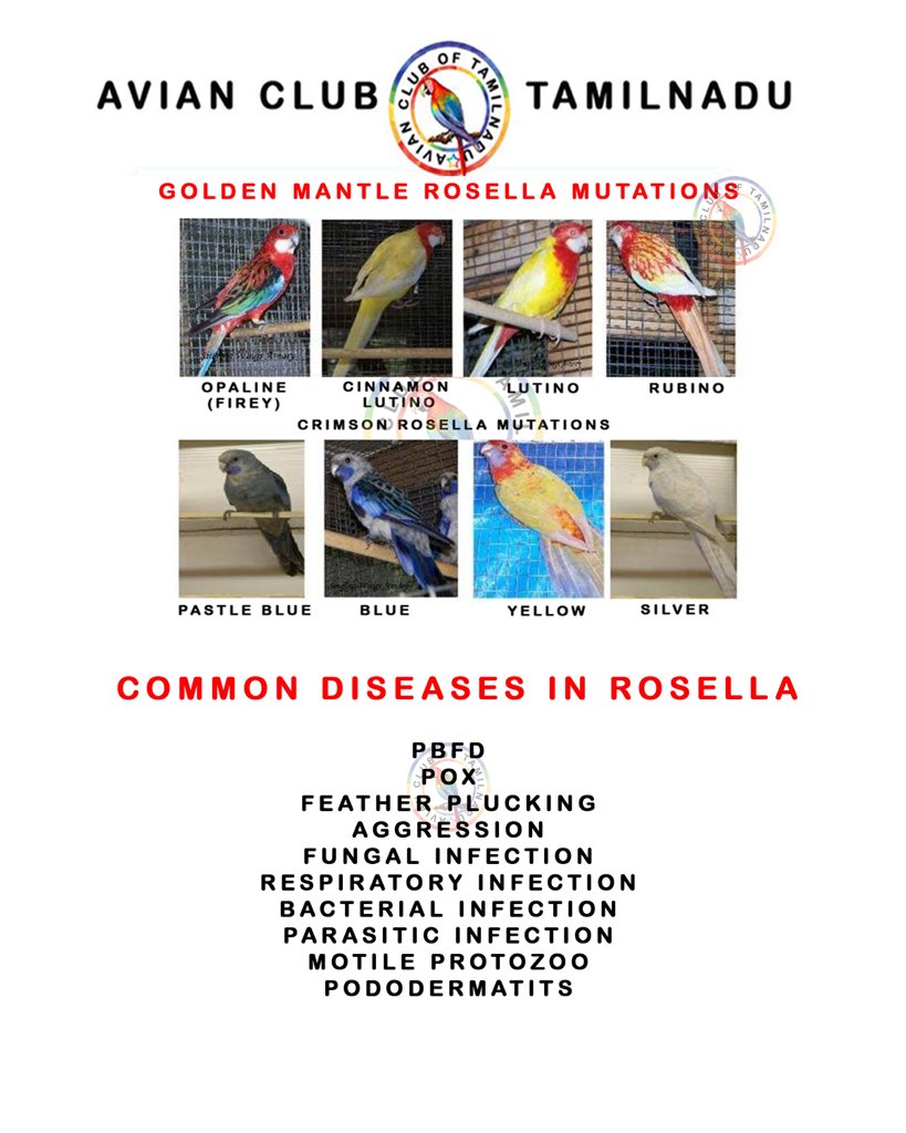 Crimson Rosella Mutations