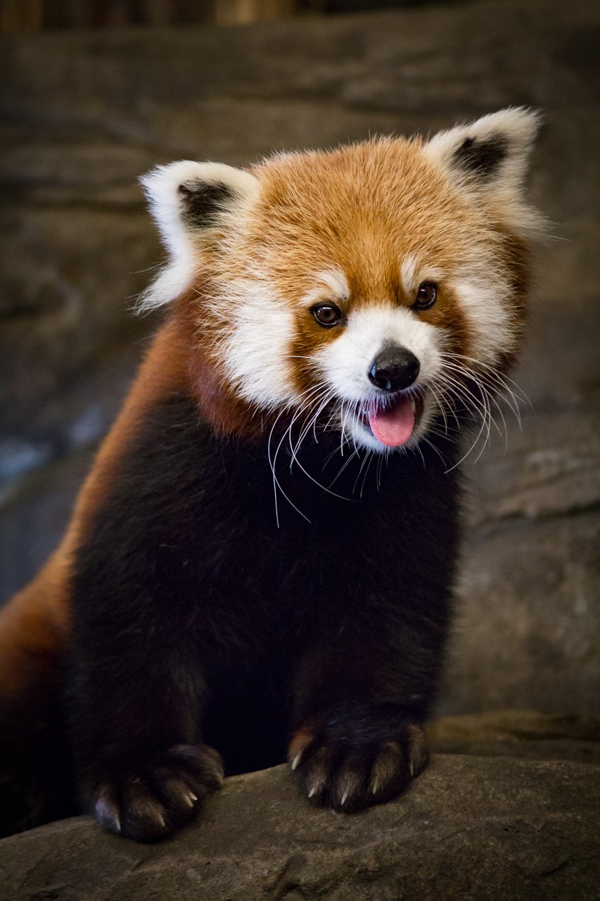 Laughing Red Panda