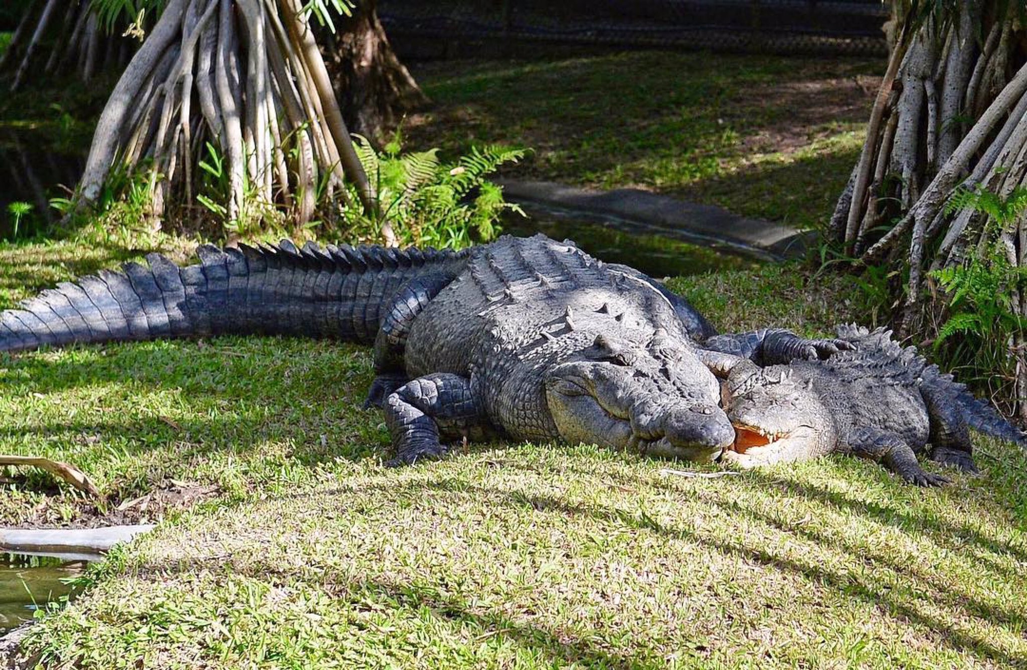 Australia Zoo on Twitter: "Crikey! Tomorrow morning our gates open ...