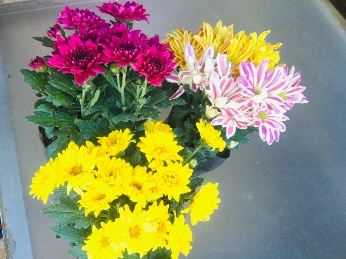 Jonard Paca Pascua (@PacaJonard) | Twitter