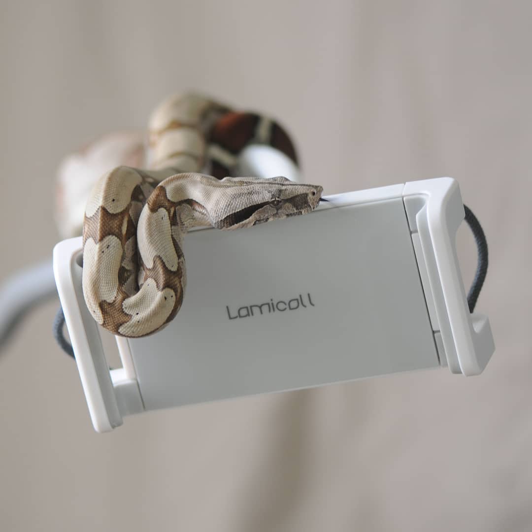 Lamicall_Official on Twitter: "Gooseneck or Snake lazy holder? 🦢🐍🧐🤪 Cr: giankosz #snake # ...