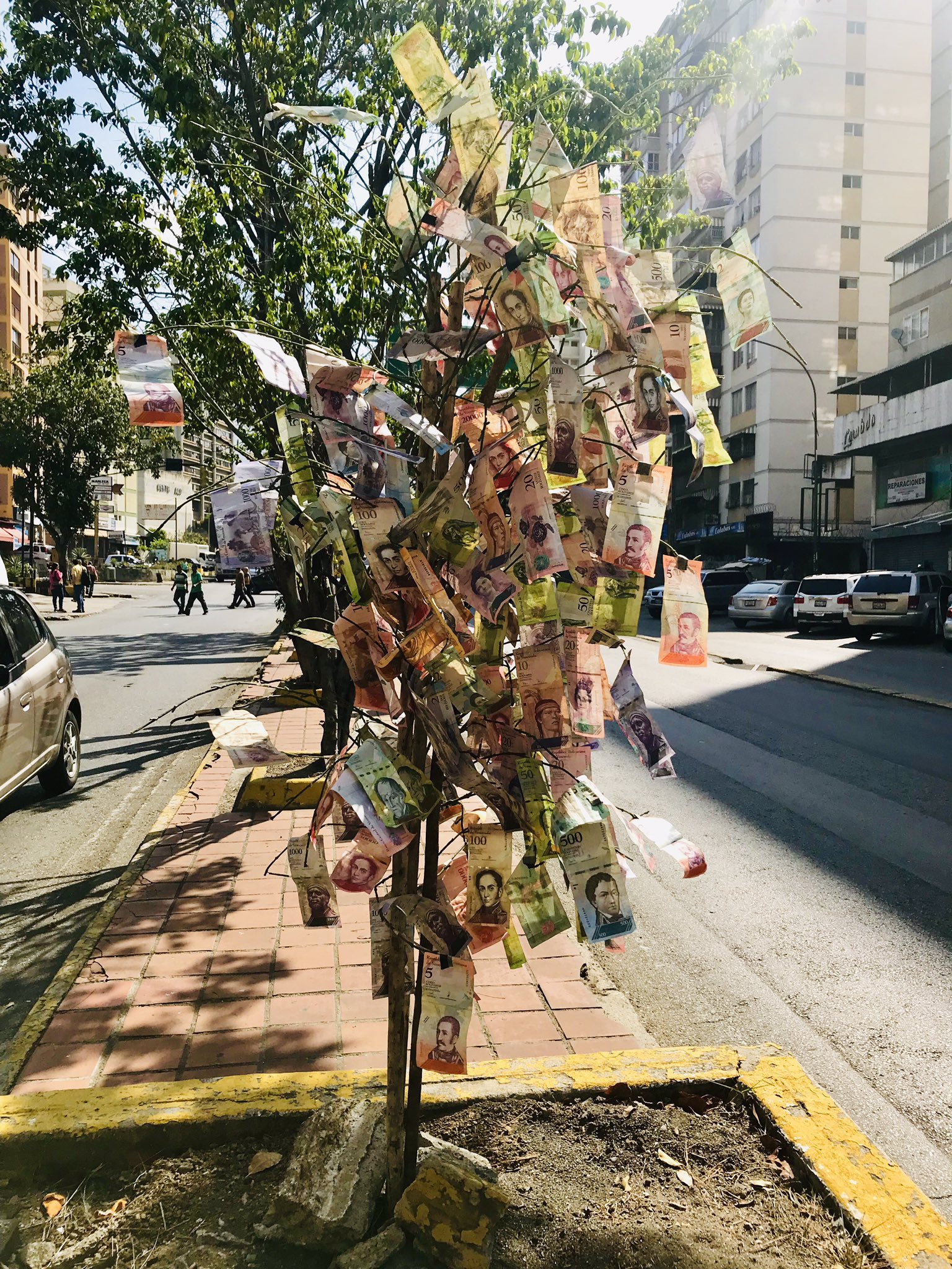 Venezuelan Trees