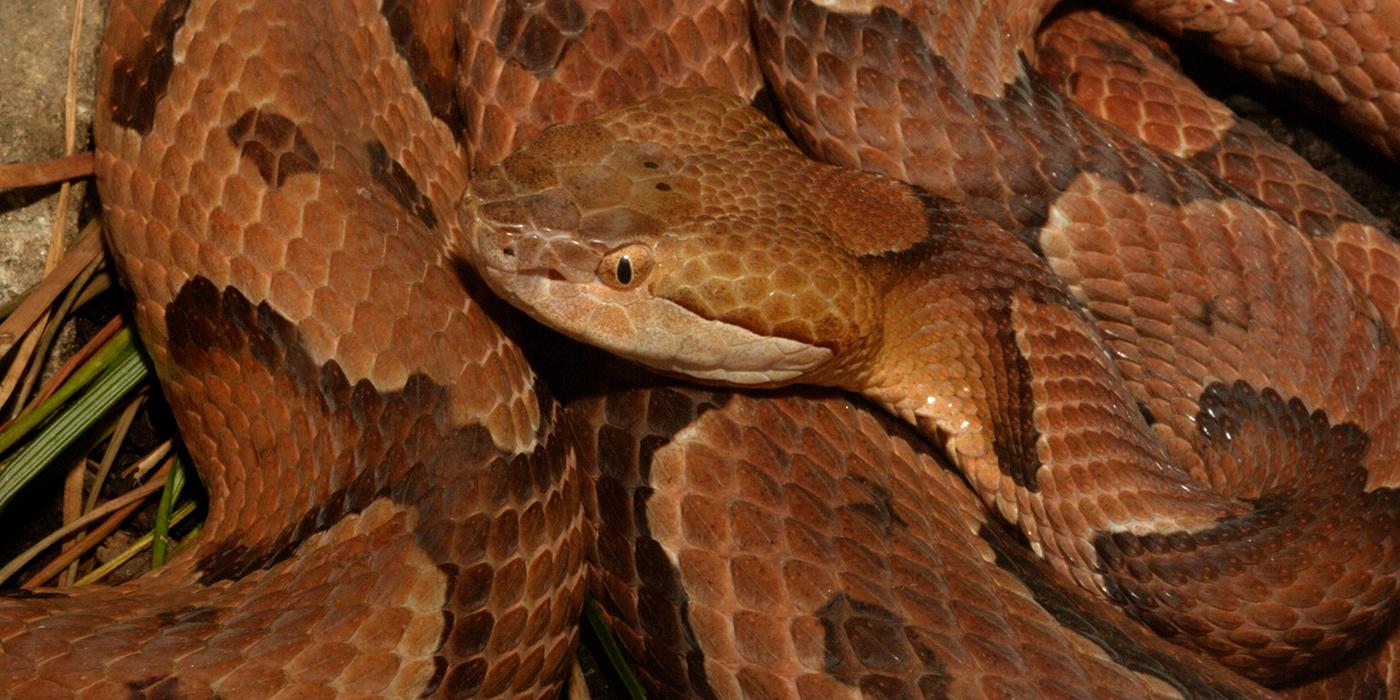 Copperhead Snake Fangs Snakes & Safety New River Gorge National Park