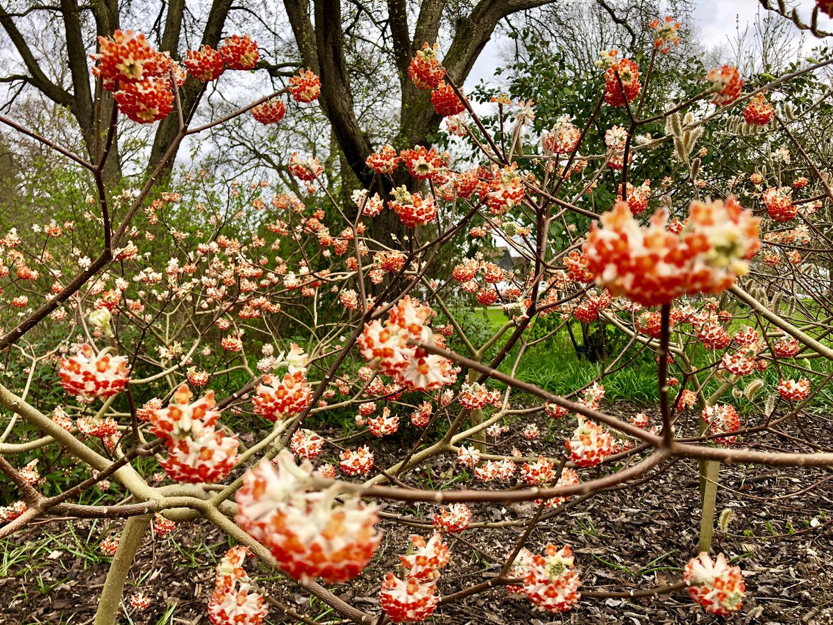 Edgeworthia Chrysantha Akebono