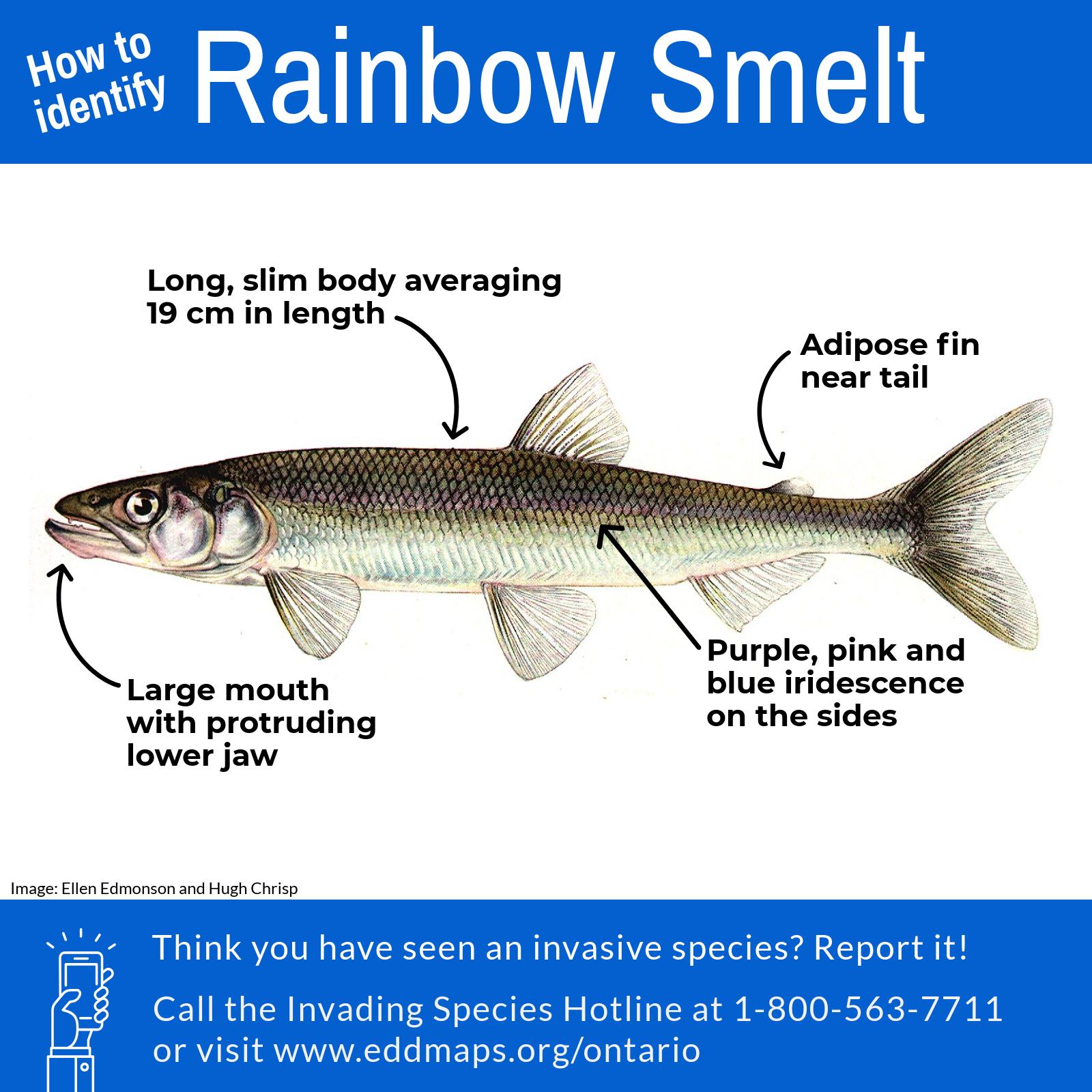 Rainbow Smelt Fish
