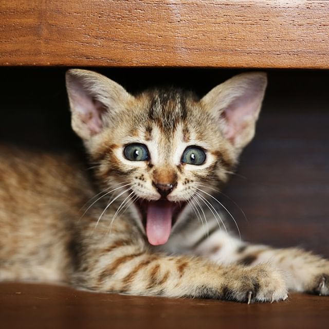 Excited Cat