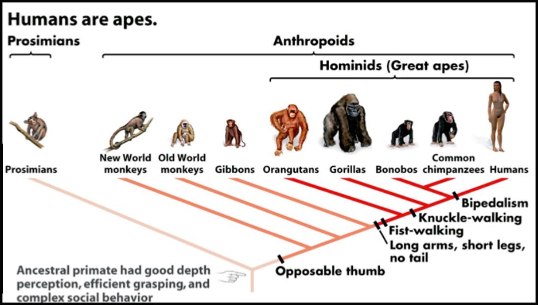 Phylogenetic Tree Of Primates