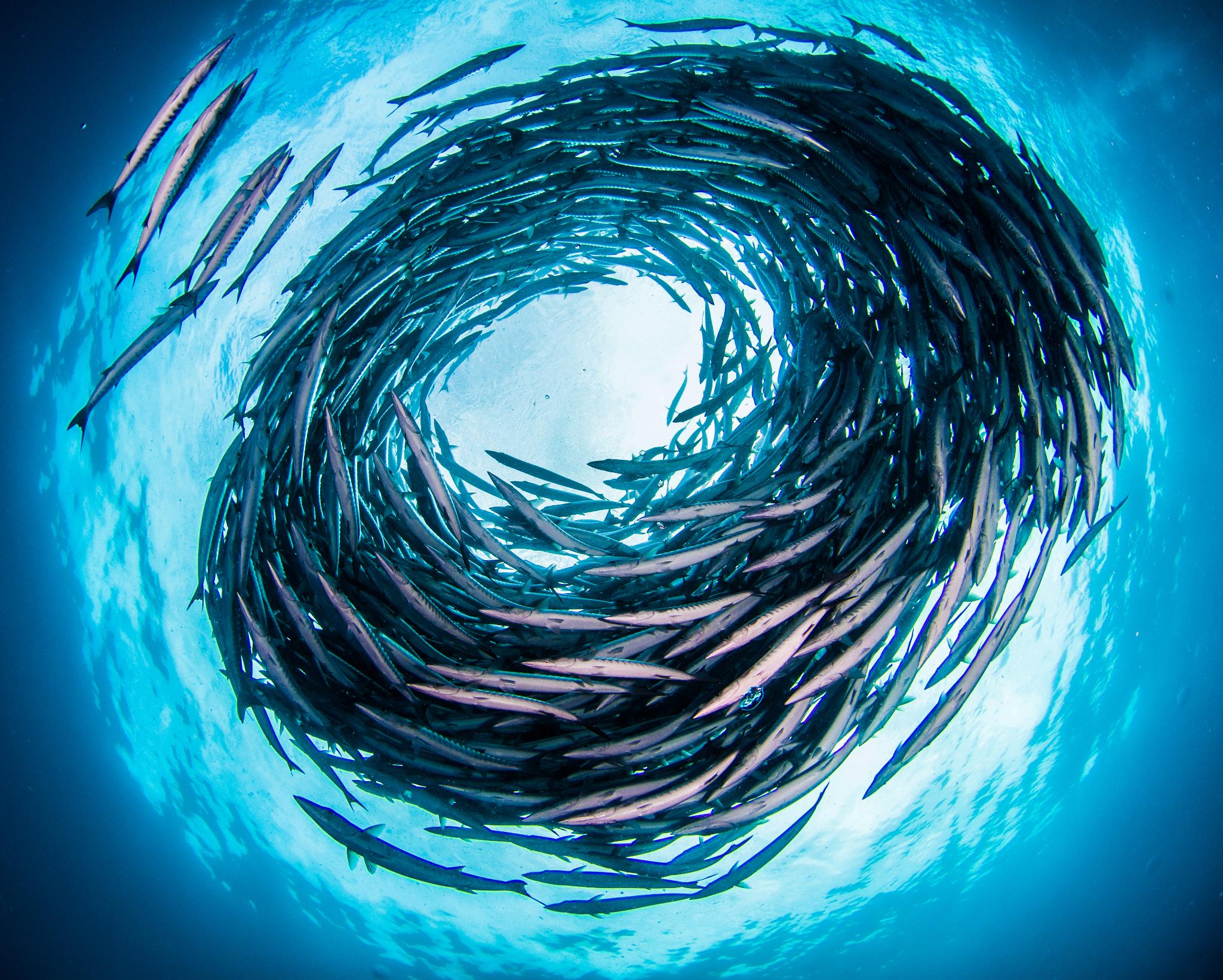 Discovery on Twitter: "75% of the human brain is water and 75% of a ...