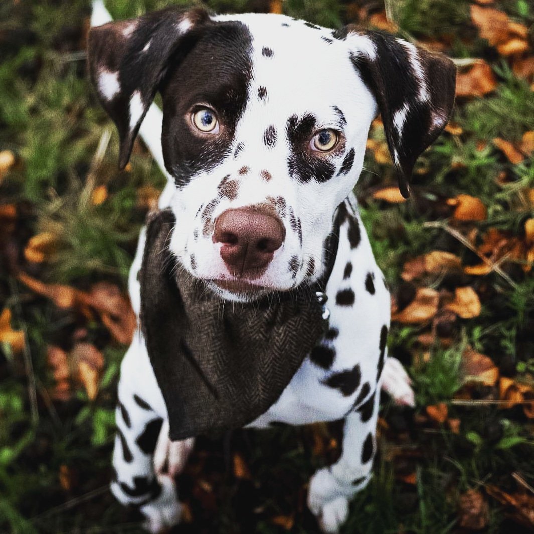 Lemon Dalmatian