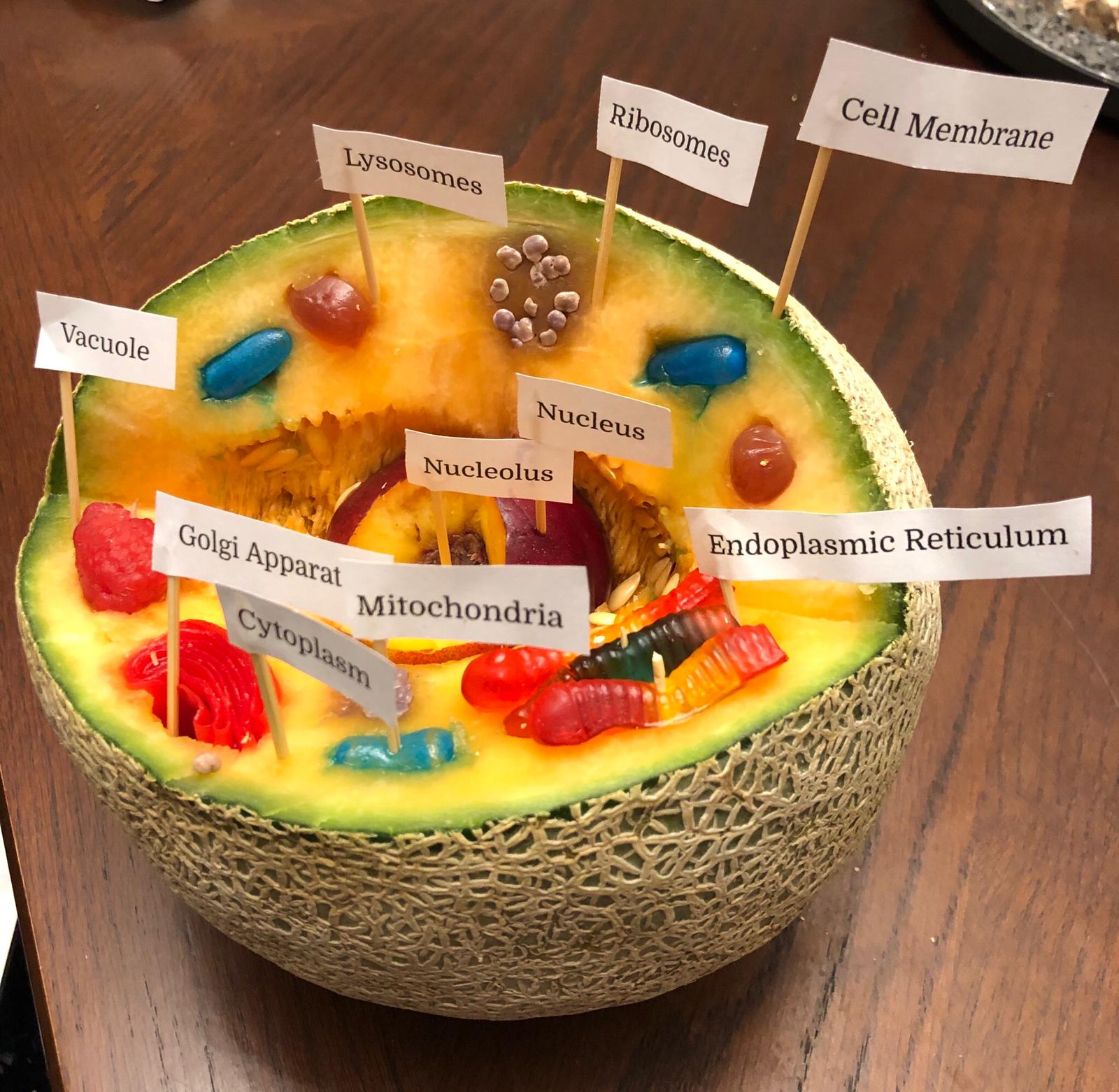 Plant Cell Model Candy