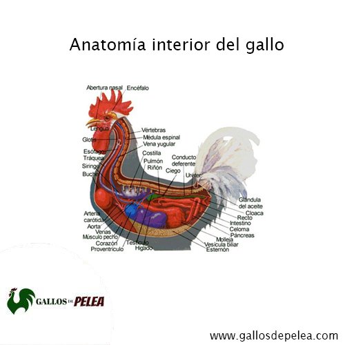 Diagrama De Anatomía Del Gallo