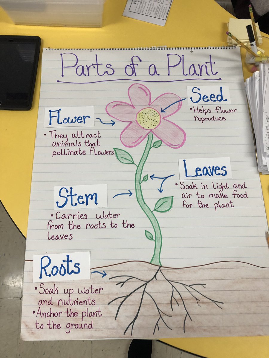 Kelsey Solis (@KelseySolis7) | Twitter