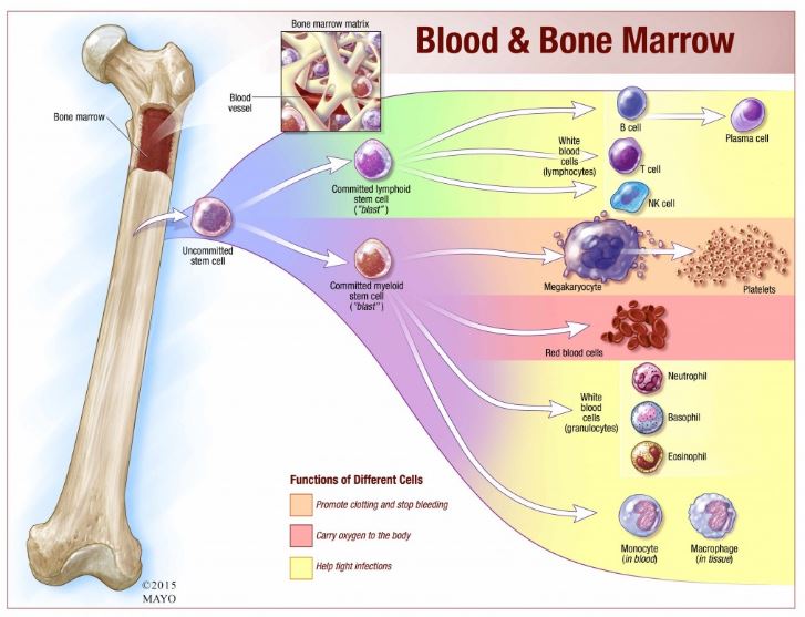 Red Bone Marrow Function