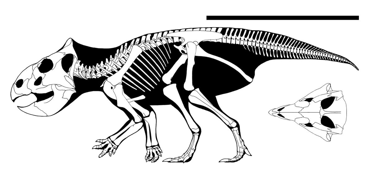 Leptoceratops Skeleton