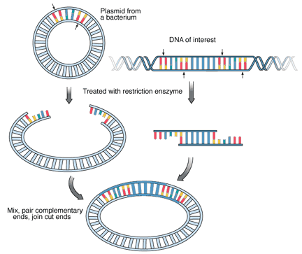Recombinant Dna Animation