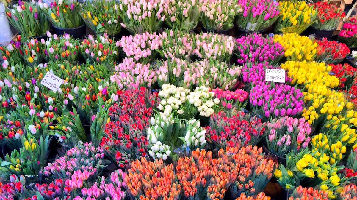 90 best Twitter u/alex_verbeek images on Pholder | 🐶 \n\nMeet Fred, the ...