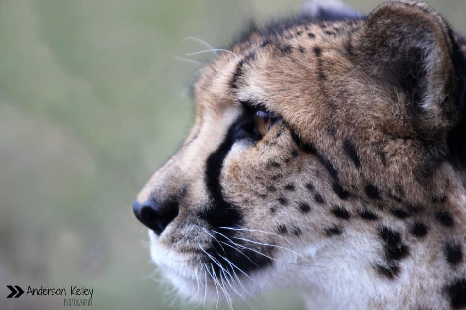 Cheetah Eyes