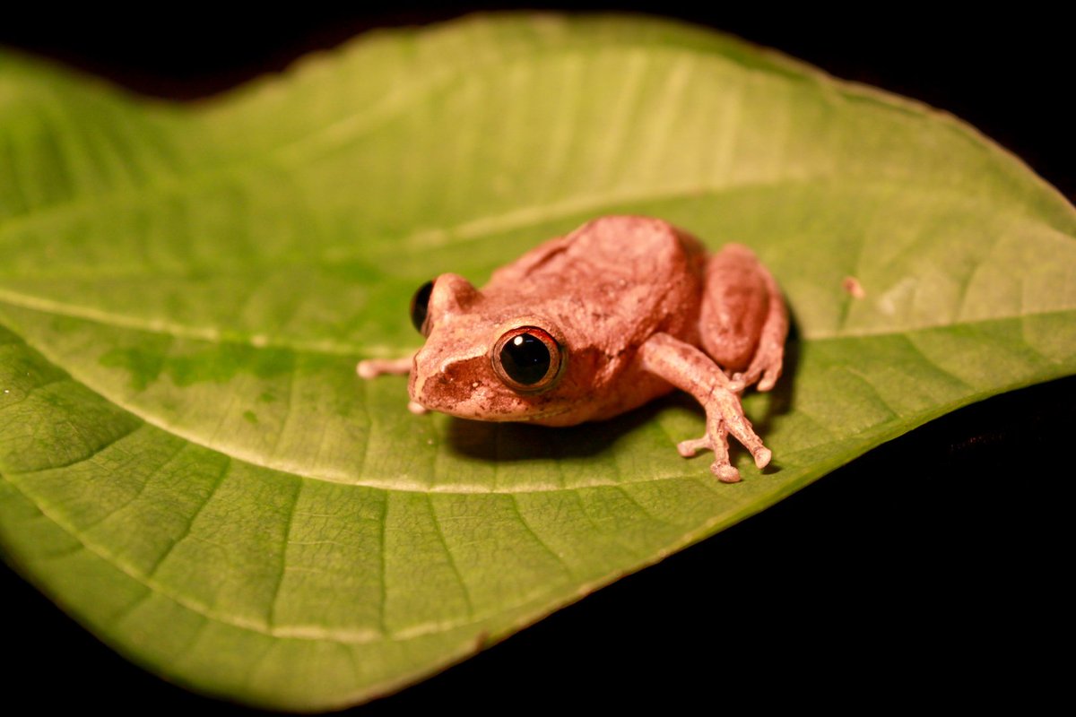 Can you believe the eyes of the Gabon forest tree frog? It’s a member ...