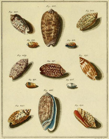 Olive shells, 