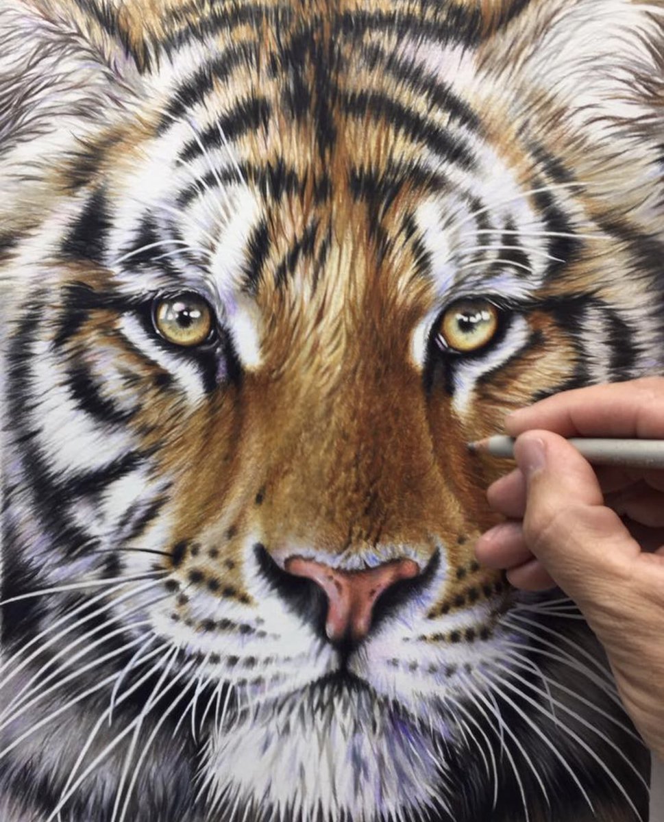 Color Tiger Face Drawing