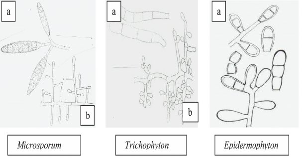 Fungi 🔬 - Thread from غيداء طلال بصفر🇸🇦 @ghayda_basfar - Rattibha