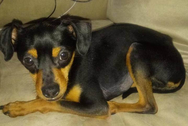 Miniature Pinscher Dachshund Mix