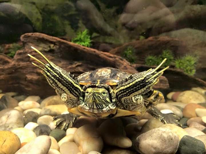 How To Sex A Red Eared Slider Turtle Easy Gender Differences Everything Reptiles Atelier Yuwa