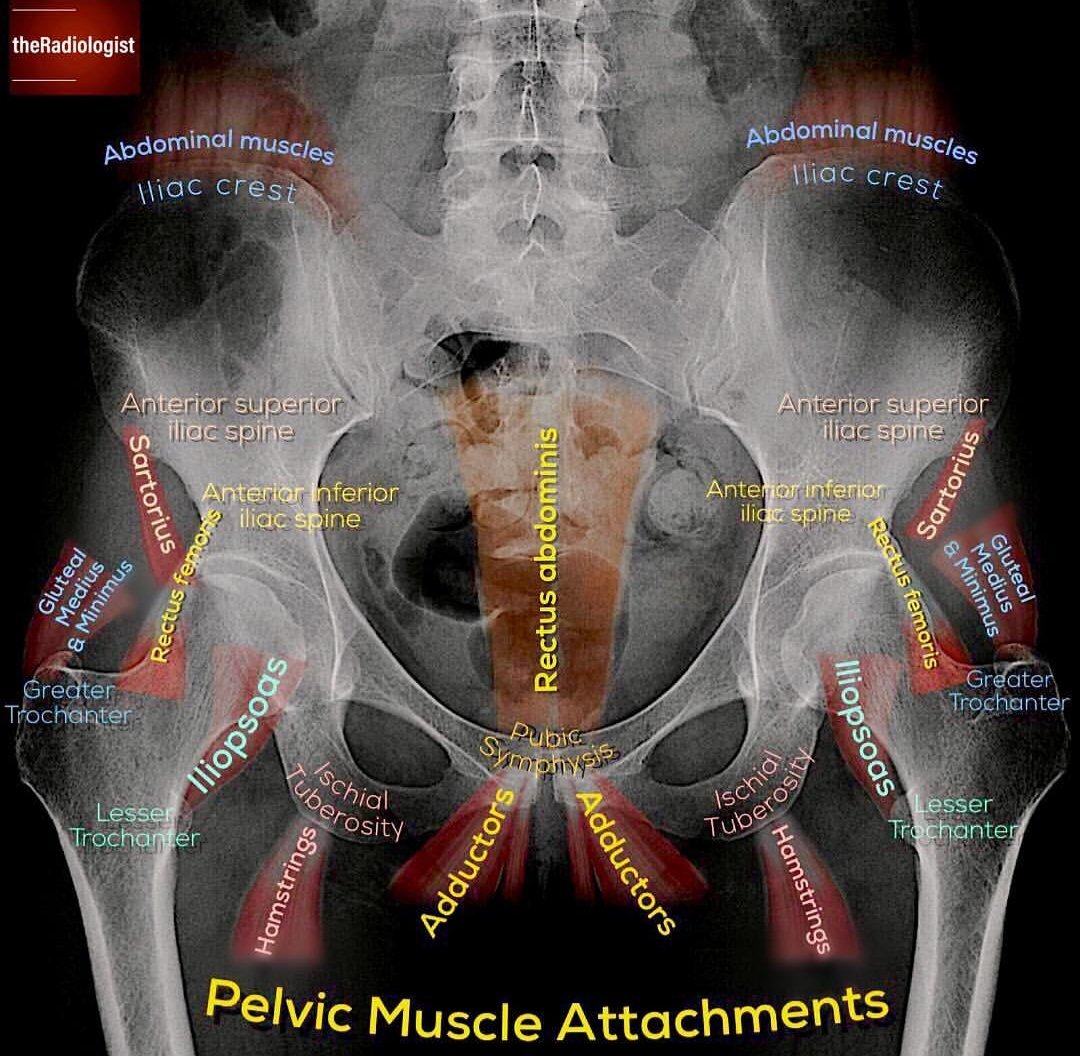 Pelvis Anatomia