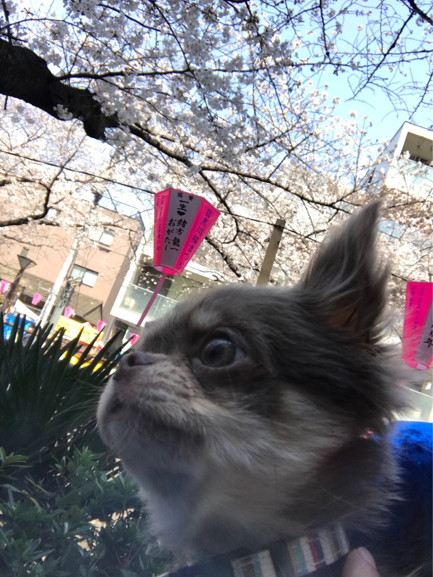 PaniCrew YOHEY on Twitter: "リオンの散歩して写真とったら... 提灯www…