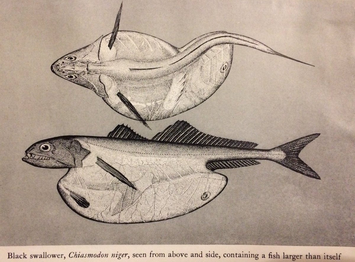 Black Swallower Fish Eating