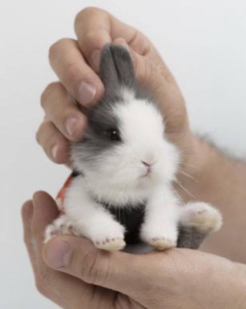 Baby Rabbit And Kitten