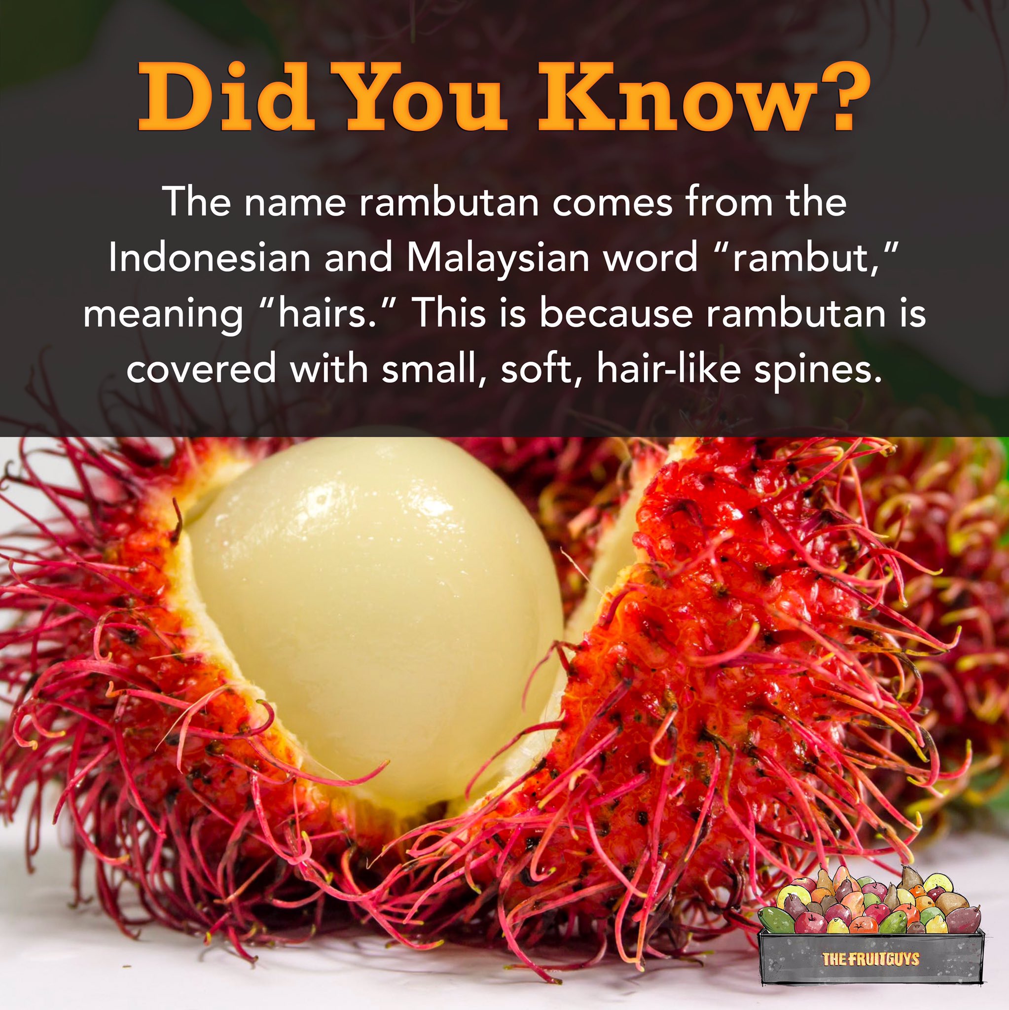 Rambutan Fruit Benefits