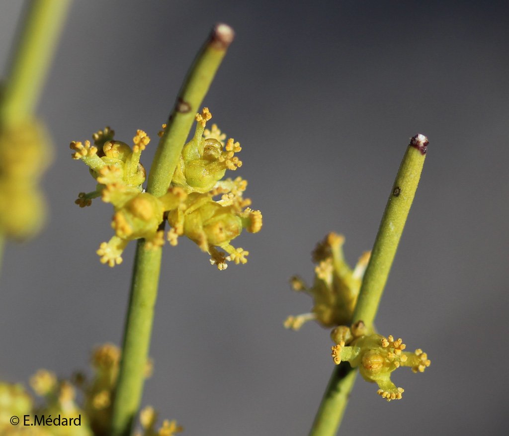 Gnetophyta Ephedra