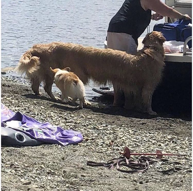 How Long Can Pano Last In Dogs