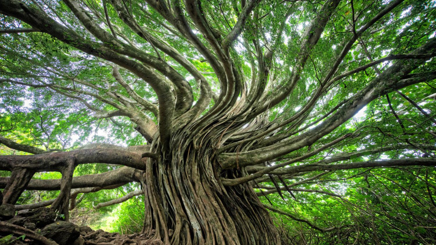 Repeating Patterns In Nature